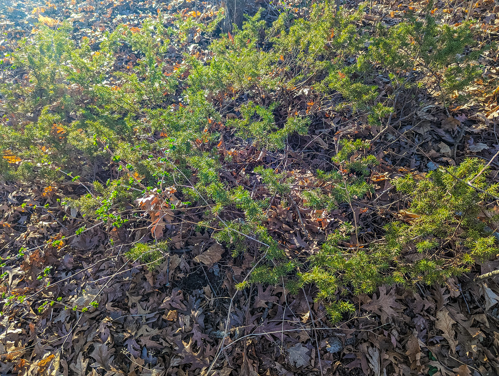 Bean Lake State Natural Area #111: Understory evergreen shrubs amid leaf litter near Lake Mills, Jefferson County, Wisconsin
