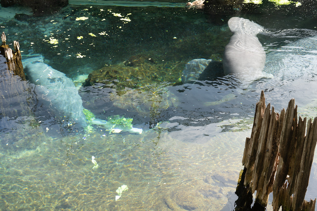 Gentle Manatee Gliding Through Crystal Clear Waters