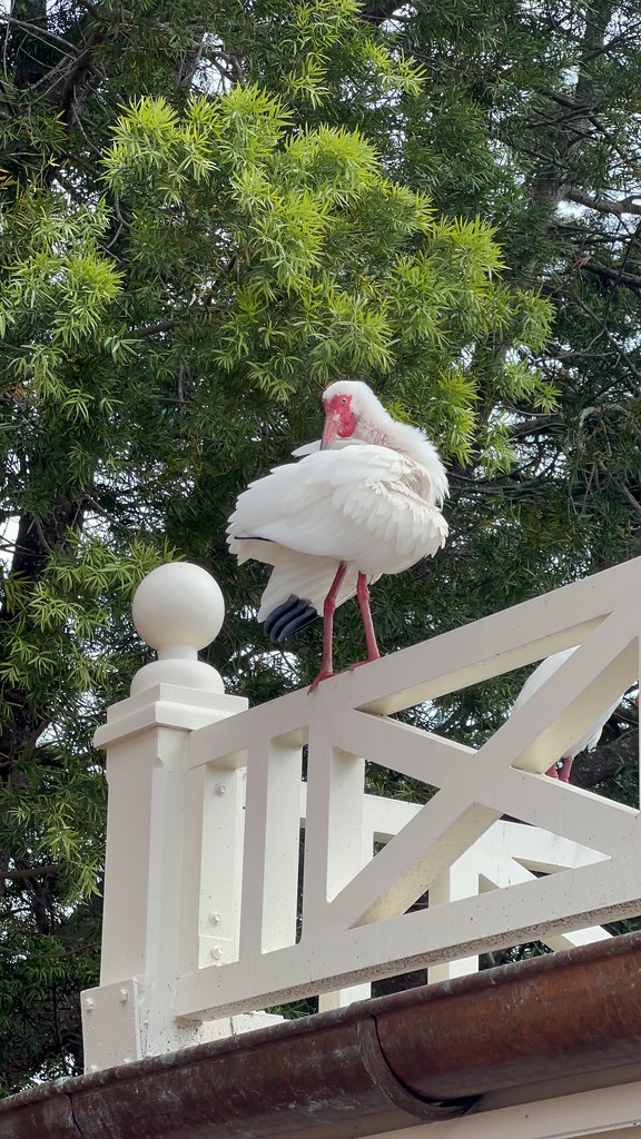American White Ibis, Liberty Square, Magic Kingdom Park, Walt Disney World, Bay Lake, Orlando, Florida