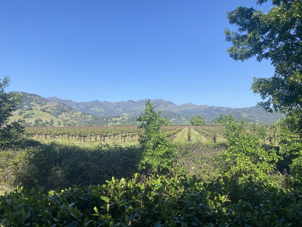 Calistoga vineyard panorama: rows of grapevines under a clear blue sky with distant hills