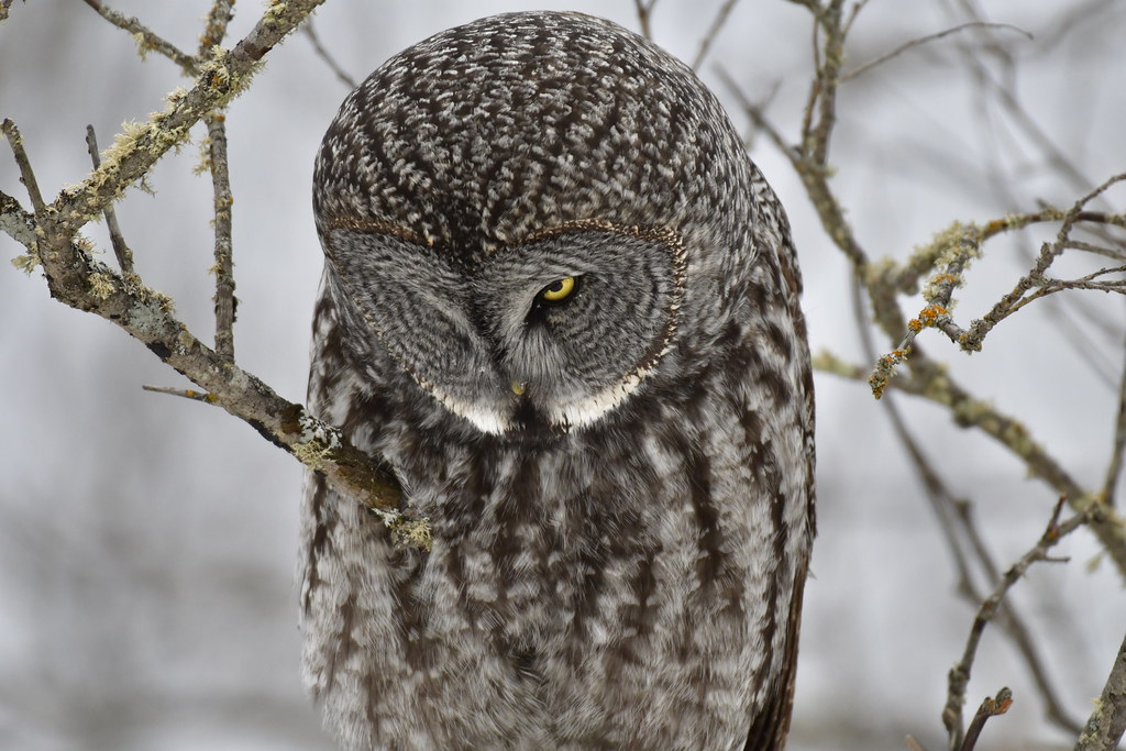 Great Gray Owl | St. Louis County Minnesota | Harrison Wheeler | Flickr