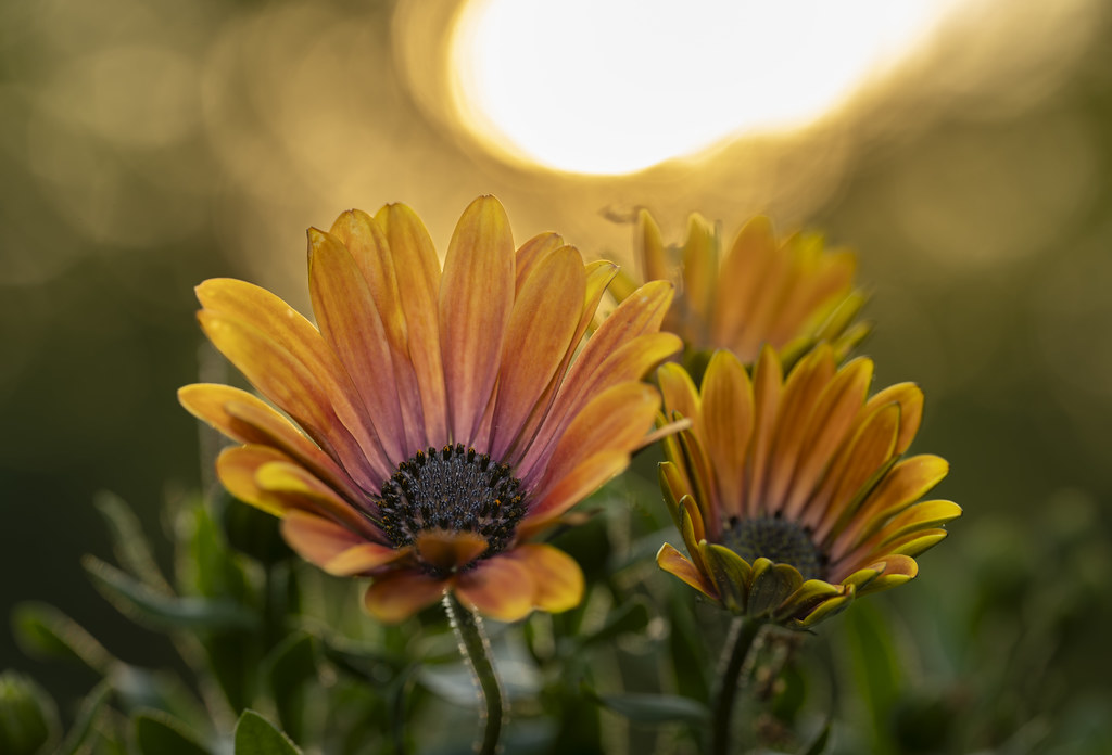 African daisy at sunset