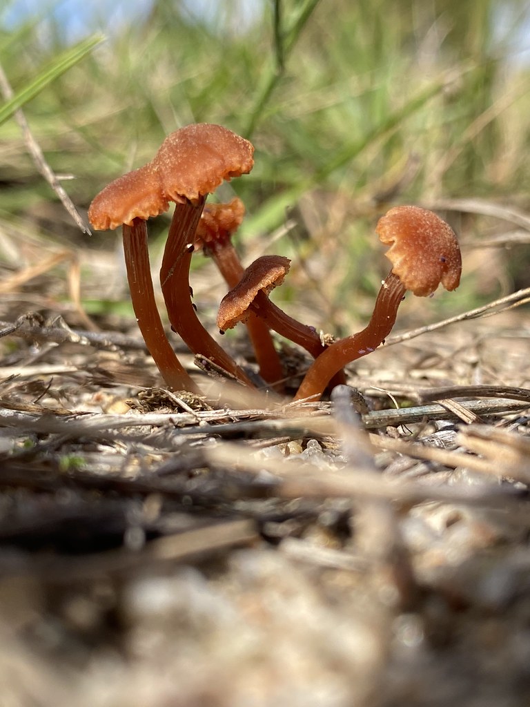 Orange-brown mushroom cluster emerging from pine needle litter (ground-level macro)