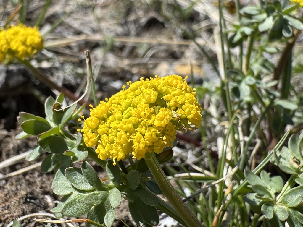 Lomatium cous (cous biscuitroot) in bloom on a sunlit rocky upland slope, Copper City area, Broadwater County, Montana