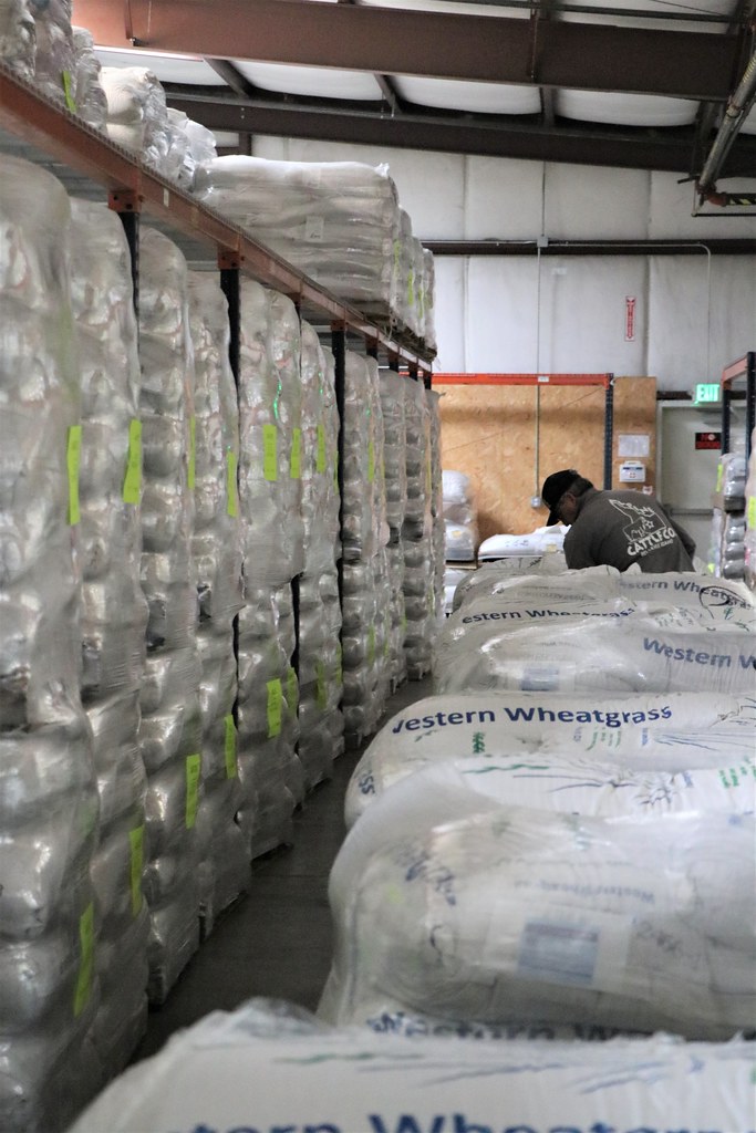 Boise Liberty Seed Warehouse Aisle: Stacks of Western Wheatgrass Bags, May 2025