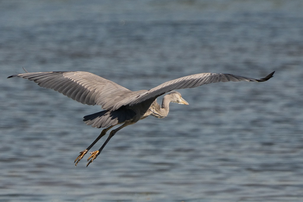May 11, 2025 — Grey Heron in takeoff over Attenborough Nature Reserve, UK