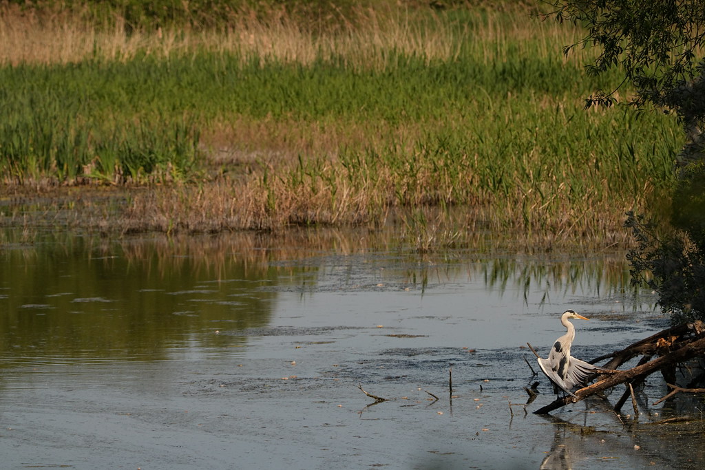 Grey heron perched on a fallen branch in Attenborough Nature Reserve wetlands, May morning light (11 May 2025)