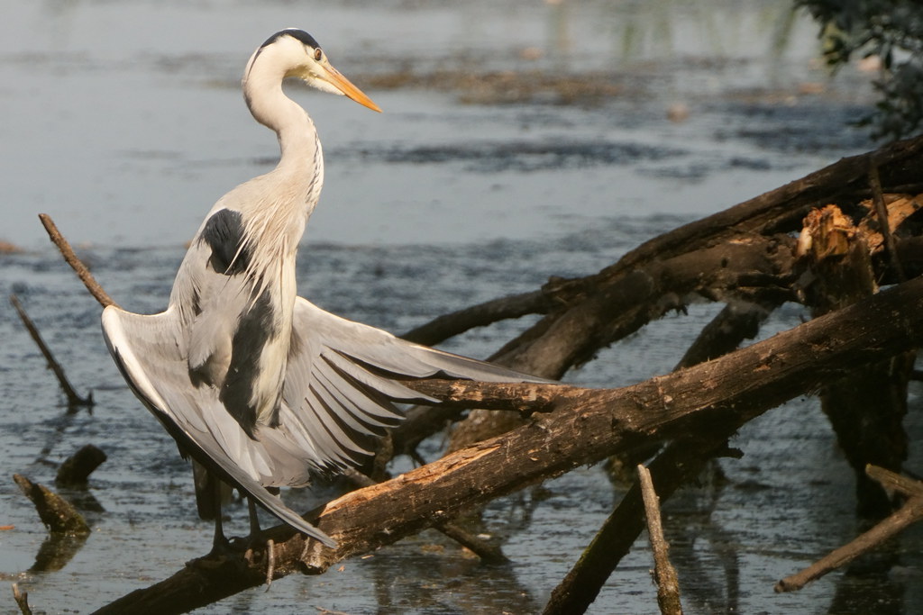 Grey heron on driftwood over a shallow pond at Attenborough Nature Reserve, 11 May 2025