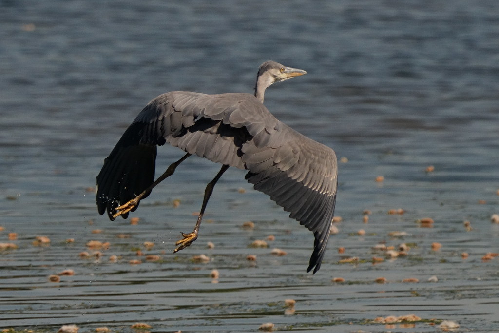 Grey Heron in flight over a shallow pond at Attenborough Nature Reserve, 11 May 2025
