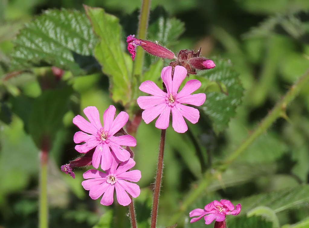 Campion | Thank you to everyone who views, faves or comments… | Flickr