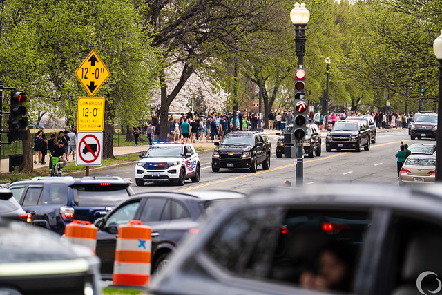Tree-lined street in DC during cherry blossom season; police SUV with flashing lights leads a convoy as pedestrians watch from the sidewalk; orange construction barrels in the foreground.
