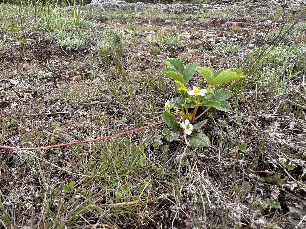 Fragaria virginiana (Virginia strawberry) flowering among rocky tundra grasses at Mammoth Terraces, Yellowstone National Park