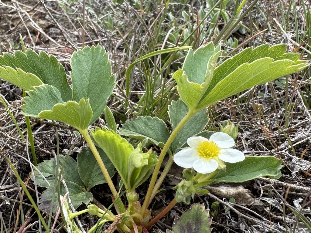 Fragaria virginiana (Virginia strawberry) blooming in open habitat at Mammoth Terraces, Yellowstone National Park, Wyoming
