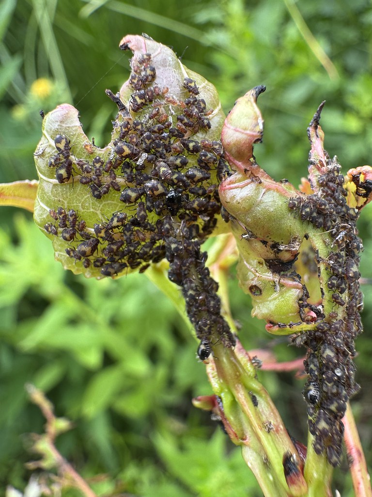 Dense Colony of Chaitophorus populicola (American poplar leaf aphid) on a Poplar Shoot