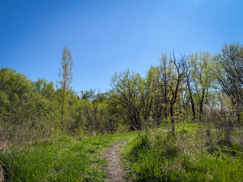 Swede Hollow Trail in St. Paul: Spring Light Along a Narrow Forest Path