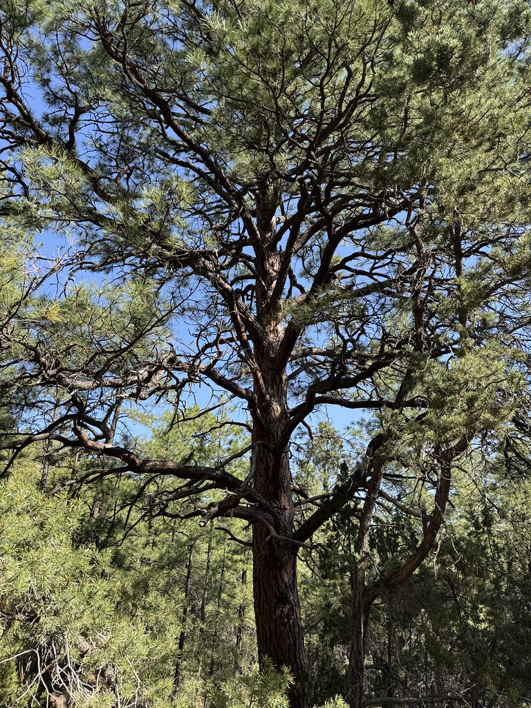 Pinus scopulorum - ponderosa pine