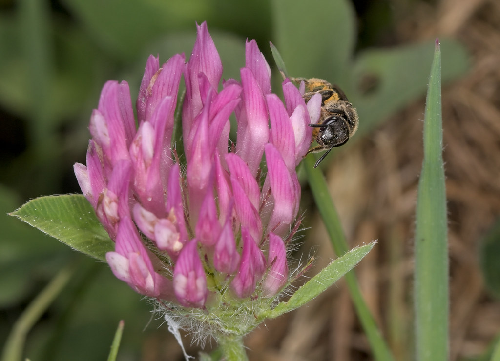 Close-up of a Lasioglossum bee foraging on pink red clover blossoms (Trifolium pratense)