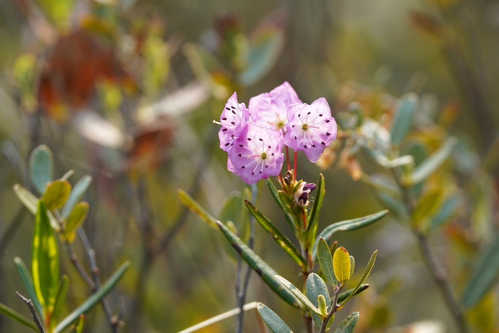Pink bog laurel in bloom, close-up portrait of Kalmia polifolia in Minnesota bog vegetation