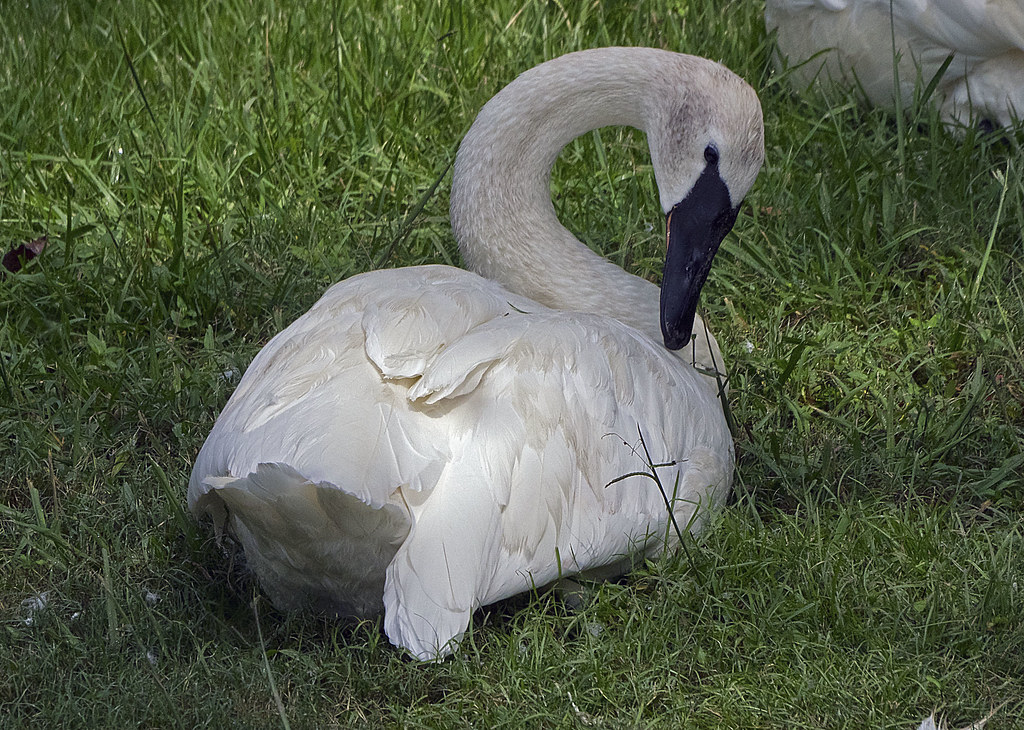 Memphis Zoo 08-29-2017 - Trumpeter Swan 4