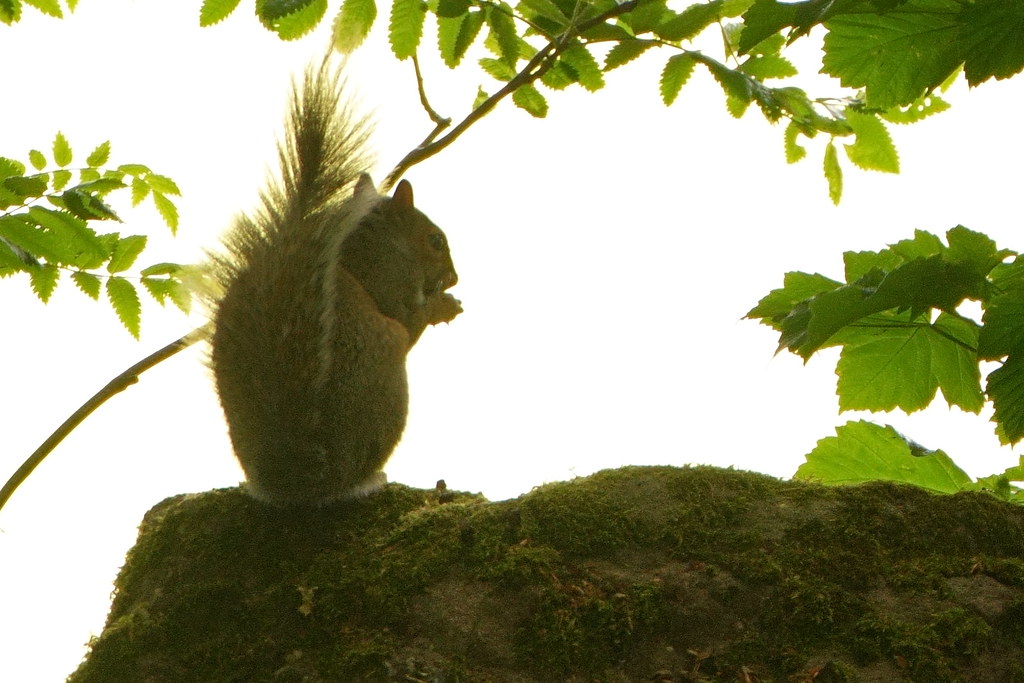 Red squirrel on a mossy rock along a Belper circular route (5.2 miles), backlit beneath a canopy of green leaves