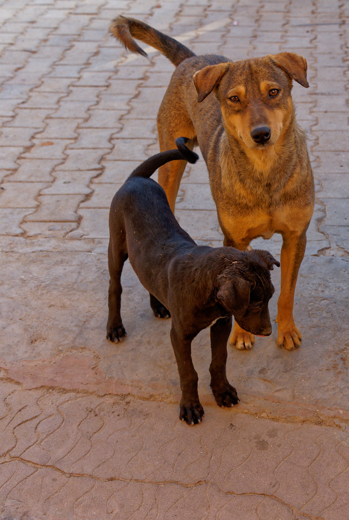 Two mixed-breed dogs on a sunlit brick-paved street, one caramel-brown and the other black, in a casual urban moment