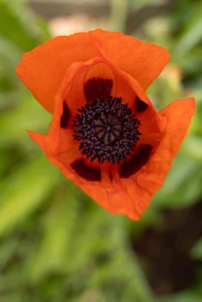 Macro portrait of an orange poppy (Papaver rhoeas) with a velvety dark center and soft green bokeh