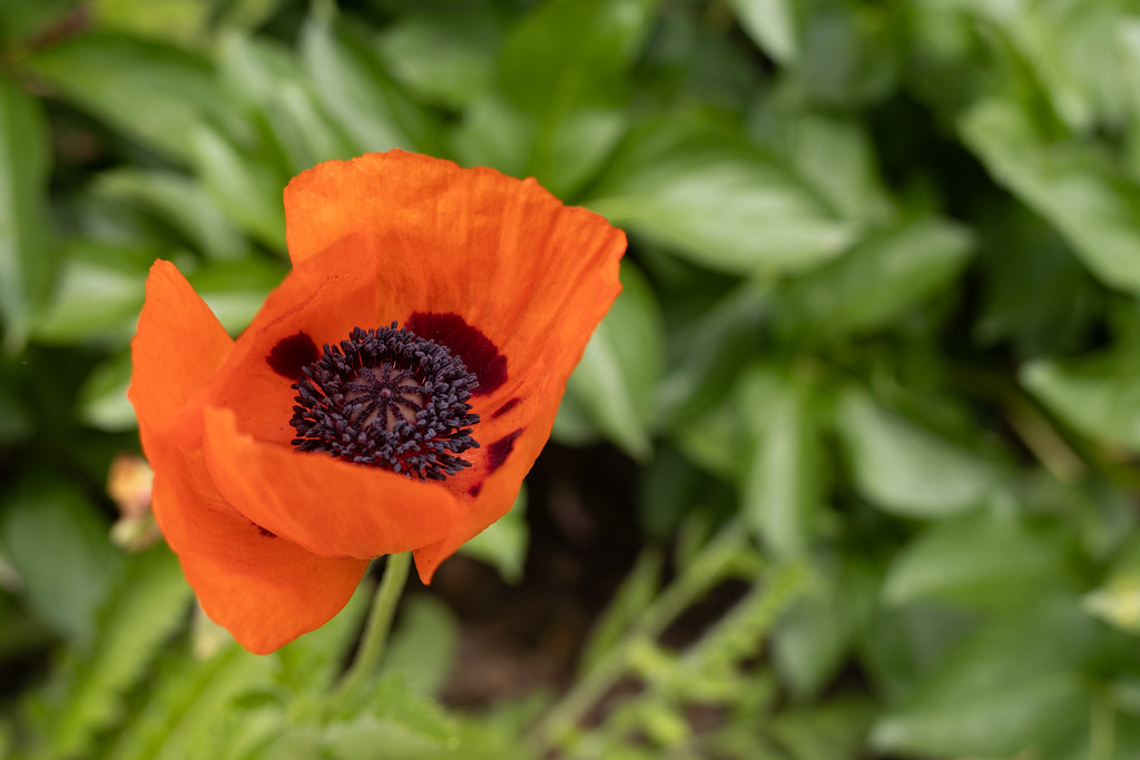 Orange poppy in bloom with a dark center, captured with shallow depth of field among green garden foliage