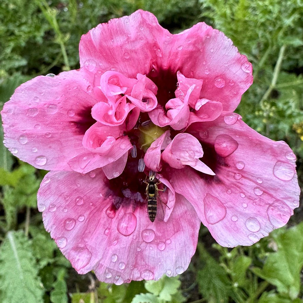 Rain-kissed pink poppy by the Royal Canal near Maynooth, with a hoverfly at its center