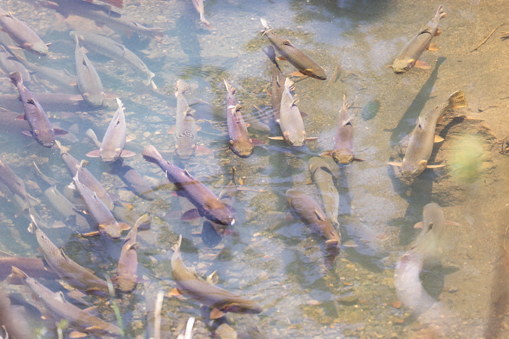 Yellowstone cutthroat trout schooling in a shallow Yellowstone Lake tributary, captured from above the water with a telephoto lens