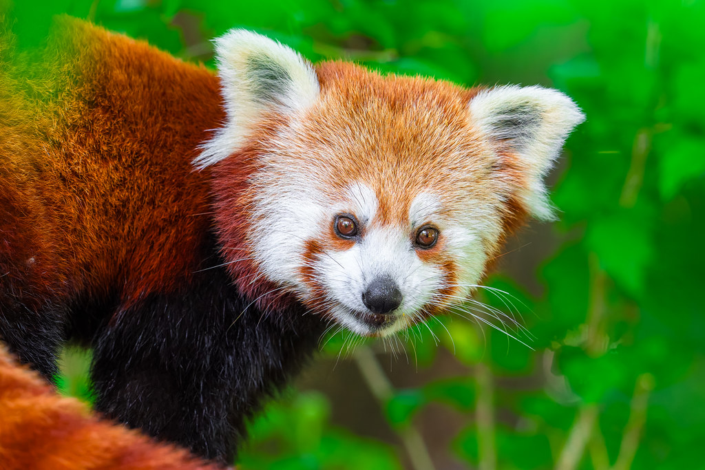 Portrait of a red panda amid lush green foliage