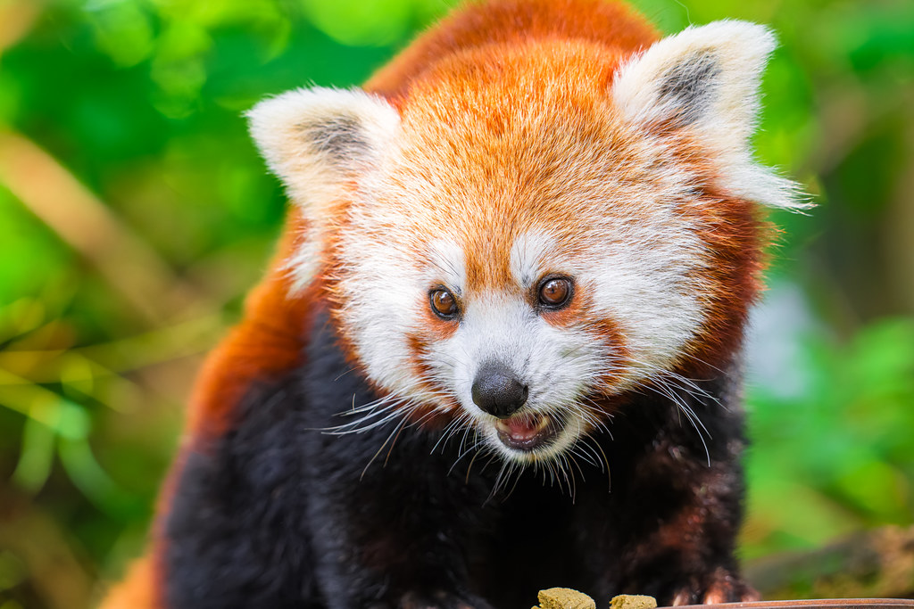 Red Panda Portrait: Close-Up of a Curious Red Panda in Lush Green Foliage