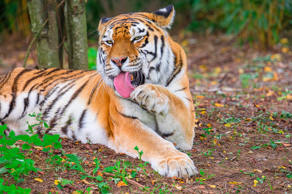 Tiger lounging on leaf-strewn forest floor, tongue extended in grooming