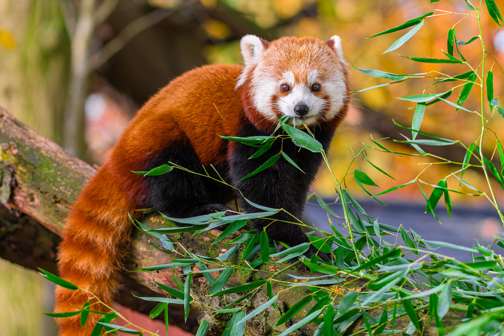 Red panda perched on a mossy branch among bamboo leaves