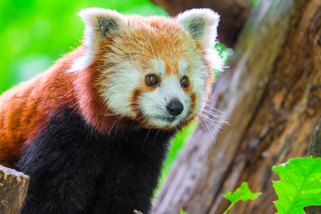 Close-up portrait of a red panda with orange fur and white facial markings beside a weathered log in a lush green setting