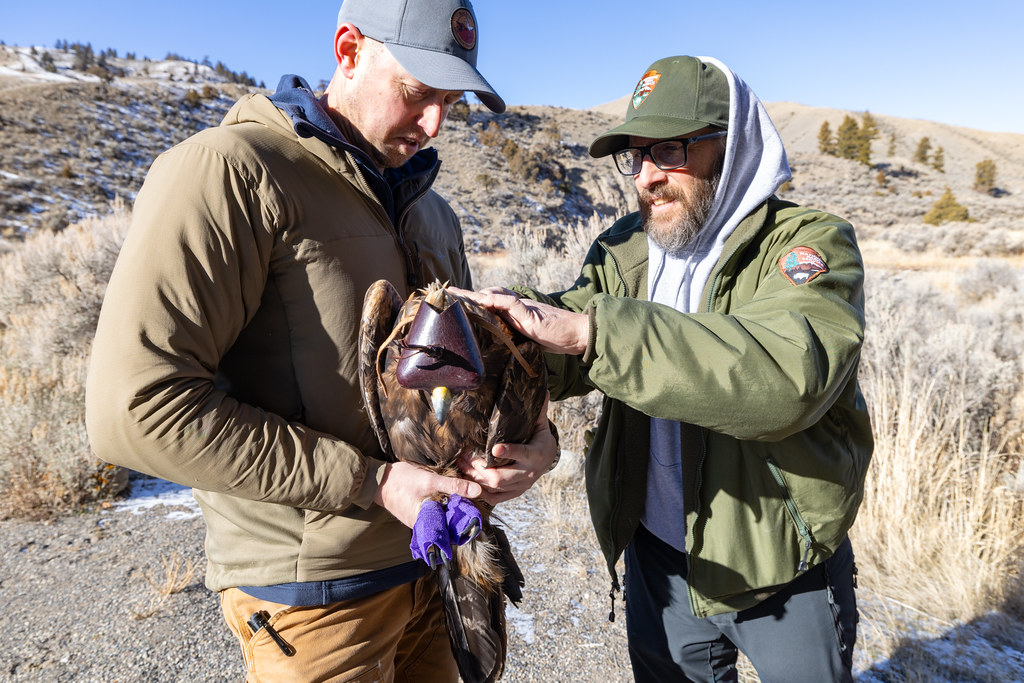 GPS backpack fitting on a golden eagle during field telemetry in desert scrubland