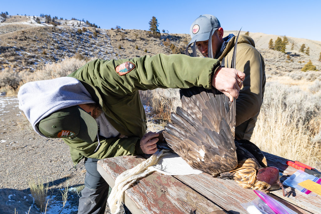 Golden eagle capture: wing-feather inspection by NPS staff at a winter field site