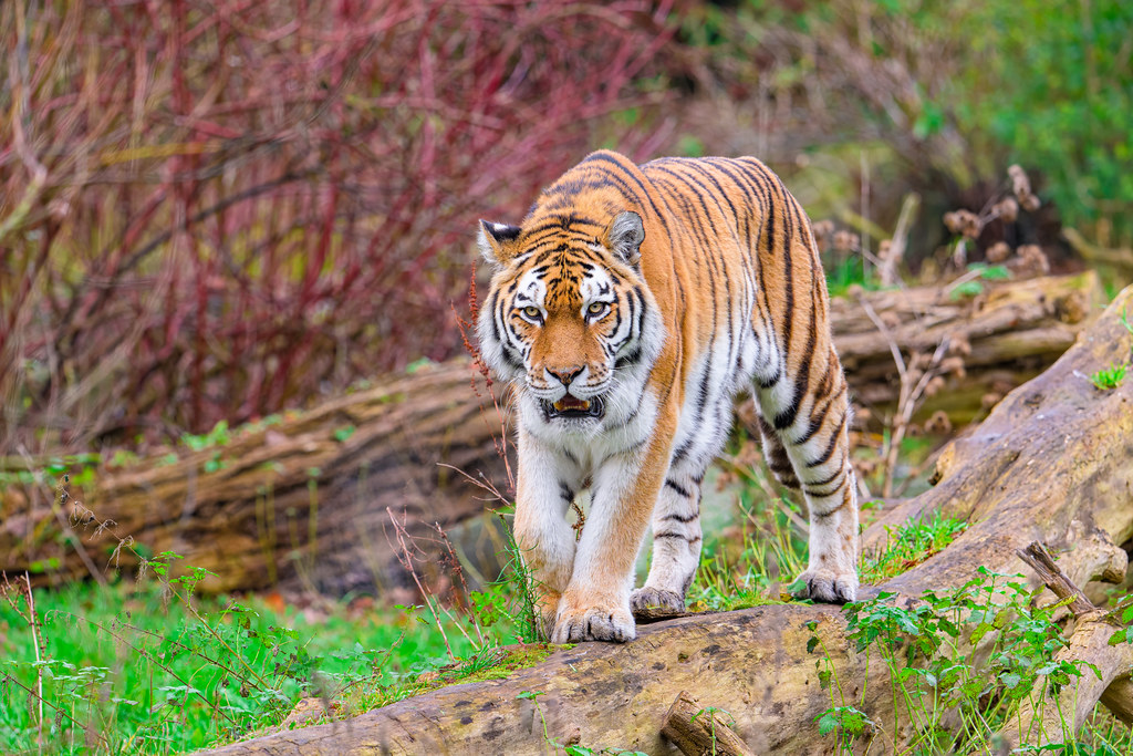 Tiger Walking Along a Fallen Log in a Lush Forest Clearing