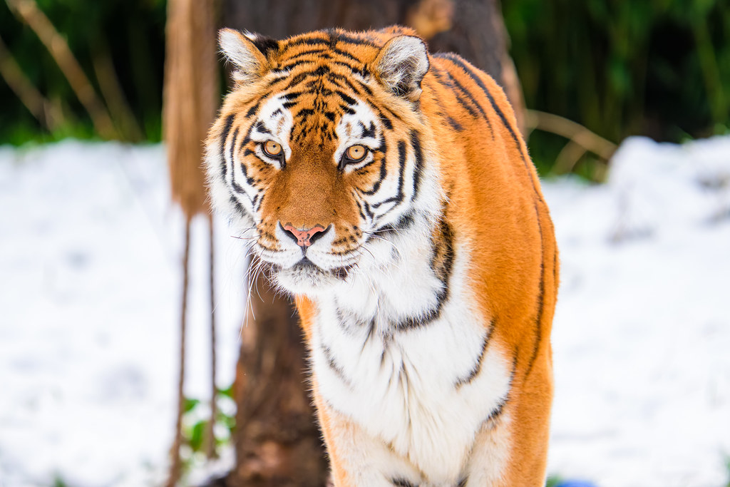 Amur Tiger in Snowy Forest: Close, Intimate Portrait in Winter Light