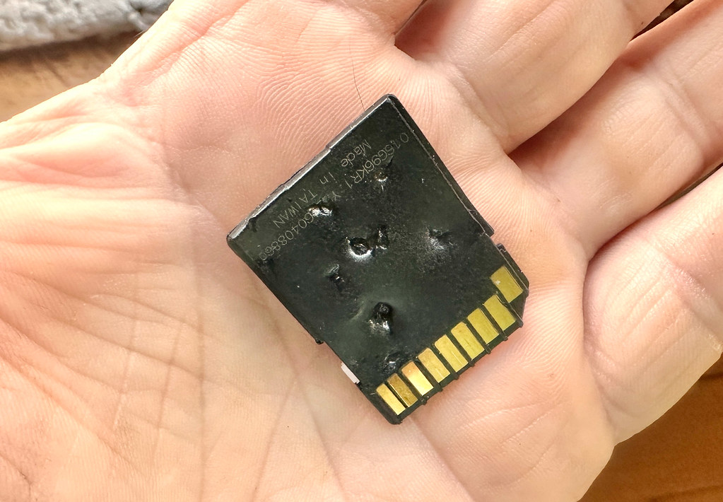 Trail-Camera Memory Card Dropped and Damaged by Pet Curiosity: Exposed Contacts in Hand