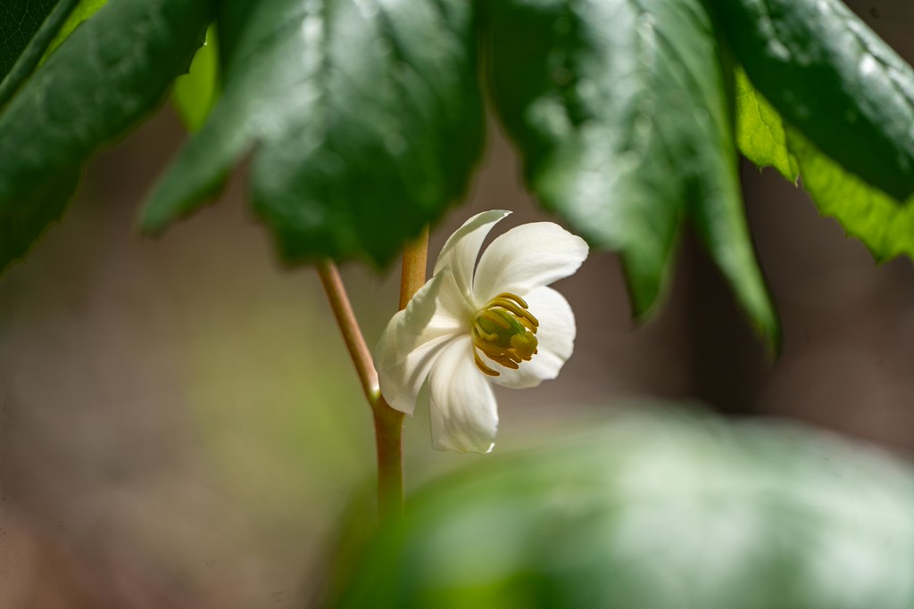 White blossom with yellow stamens, close-up among glossy green leaves in spring light
