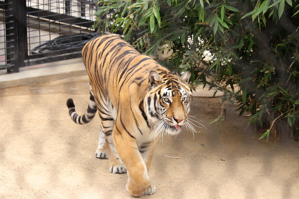 Tiger in Rajah's Retreat at The Teaching Zoo, strolling the sandy enclosure