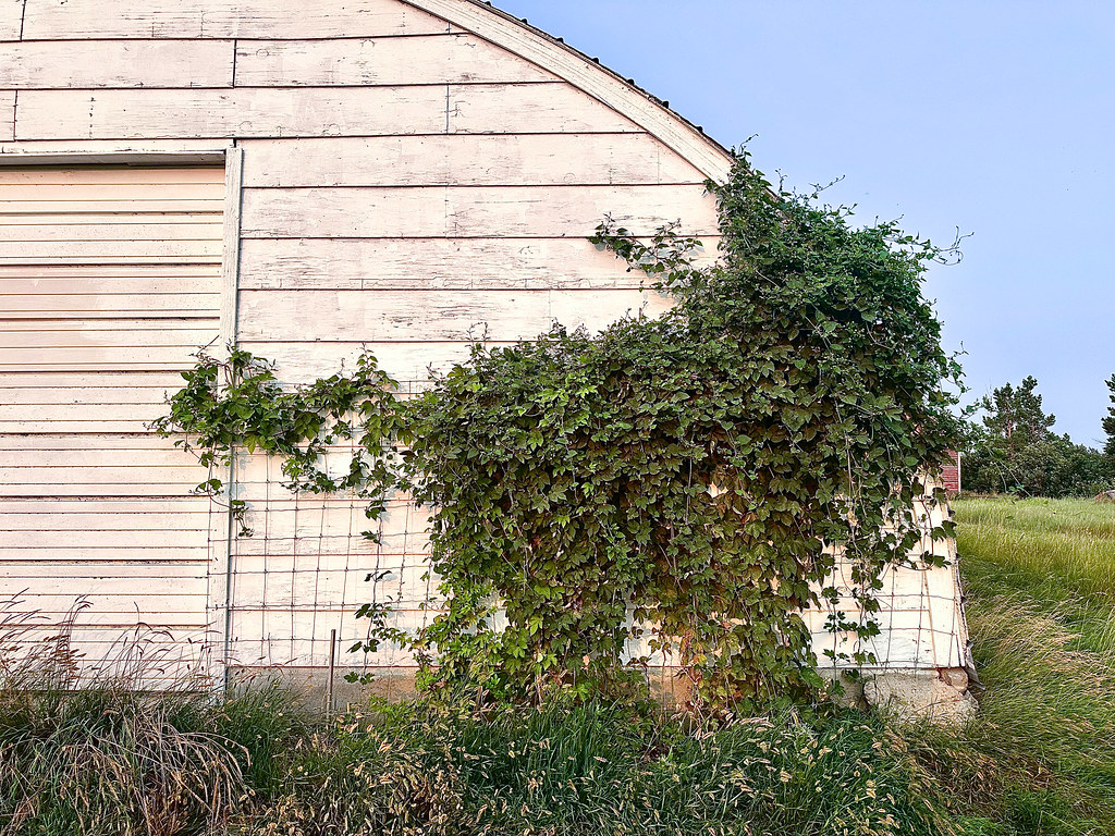 Moose-Shaped Ivy on a Weathered Barn Wall Behind a Wire Fence Under a Clear Blue Sky