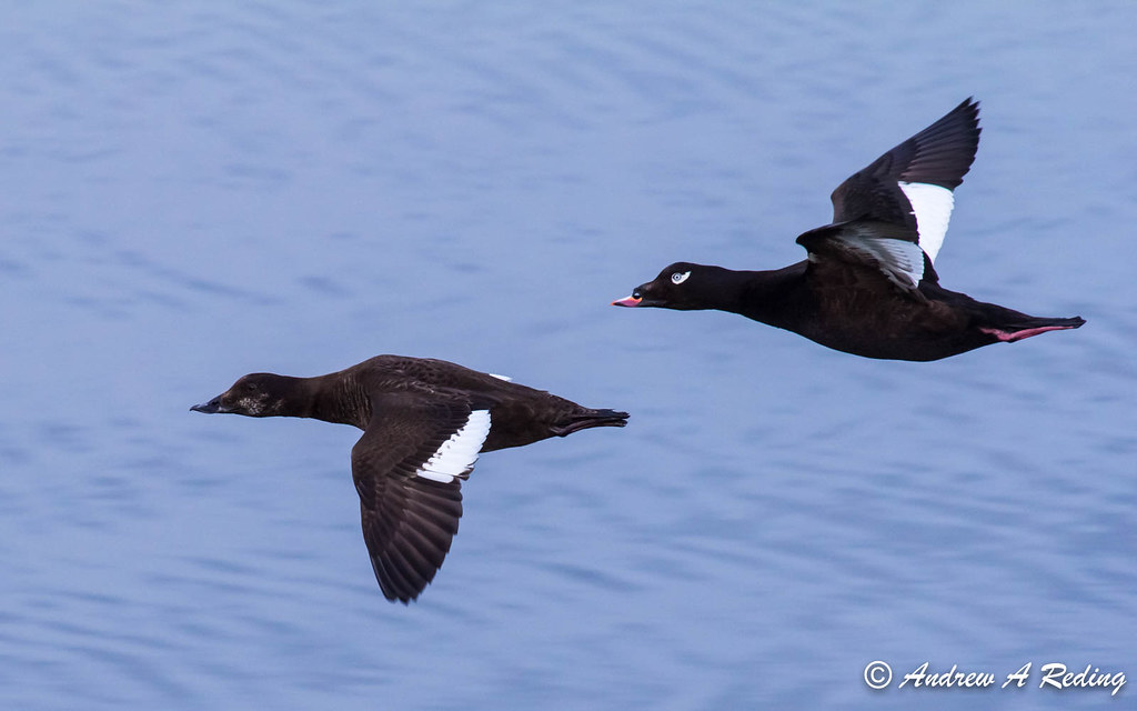 Two White-winged Scoters in tight diagonal flight over Puget Sound near Blaine, Washington