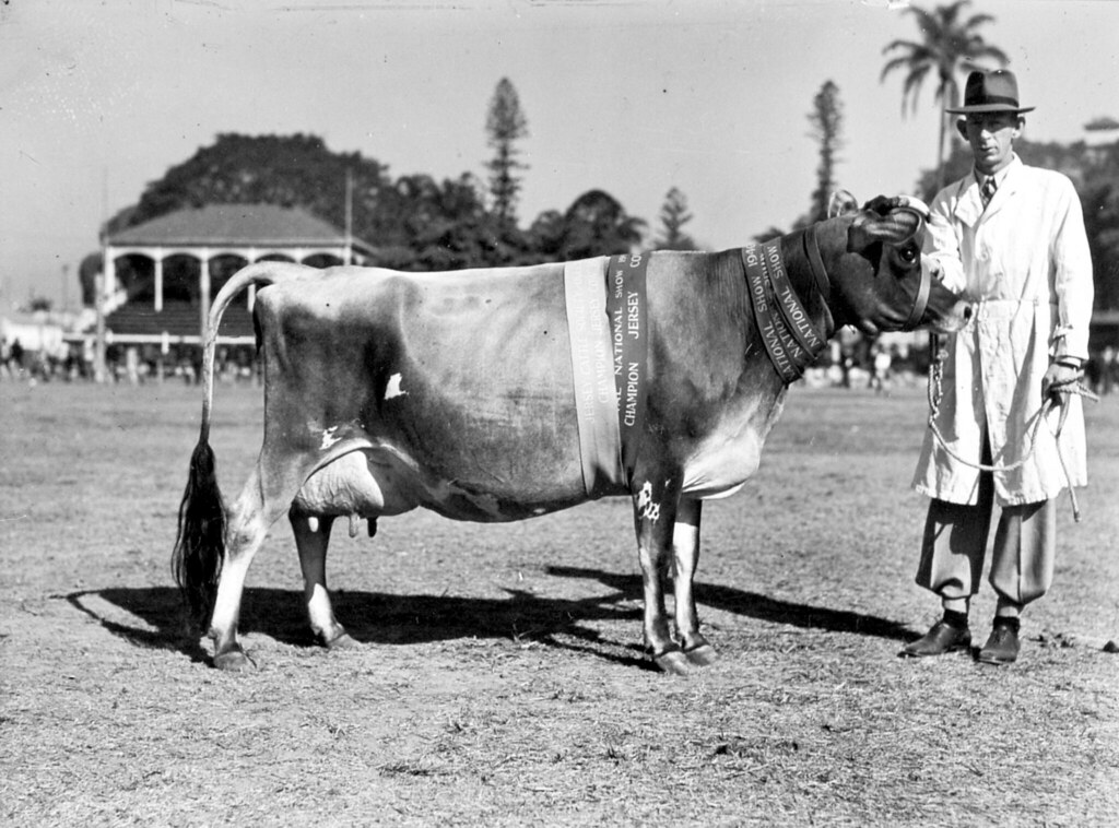 Champion jersey cow Oxford Carolyn E Burton and Co RNA 194… | Flickr