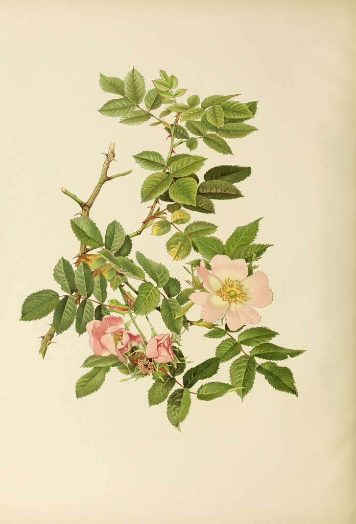 genusrosa2_0028 | The genus rosa by Willmott, E. A. (Ellen A… | Flickr