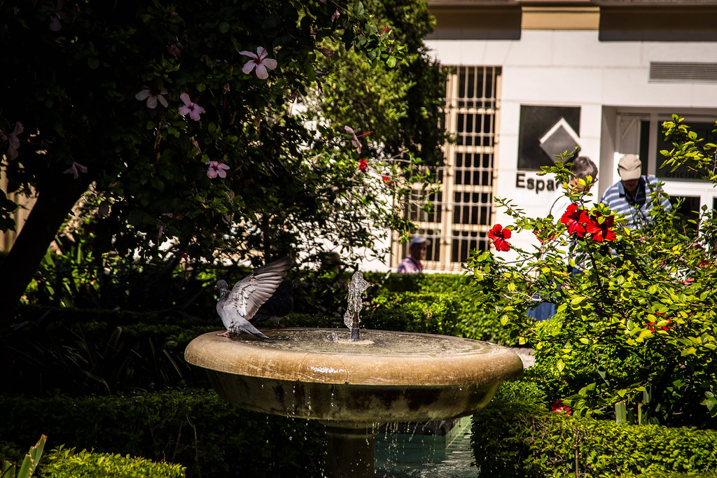 Pigeon perched on a sunlit stone fountain framed by hibiscus in a courtyard garden