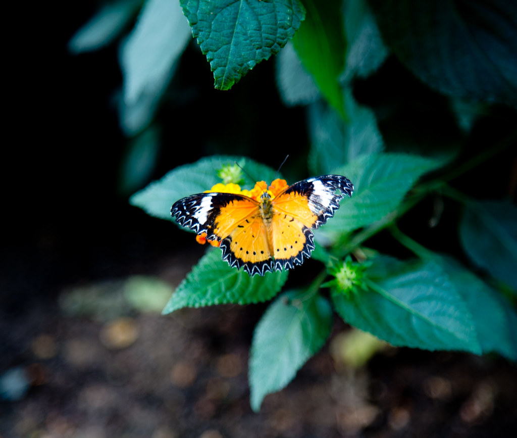 Plain Tiger | Danaus chrysippus, also known as the plain tig… | Flickr
