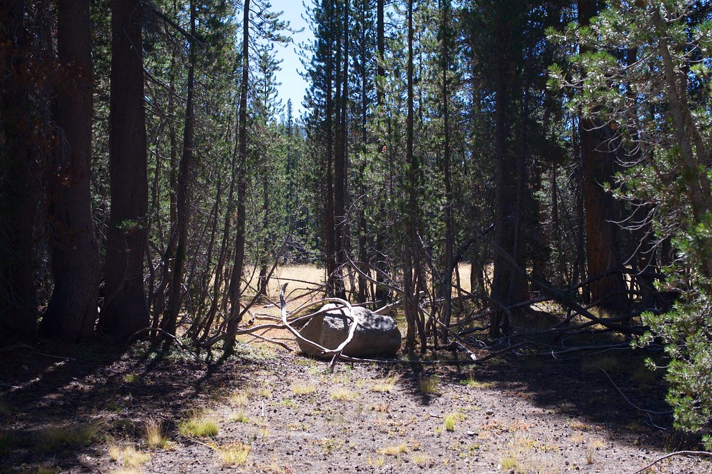 Sunlit Pine Forest Clearing with Central Boulder and Fallen Branches