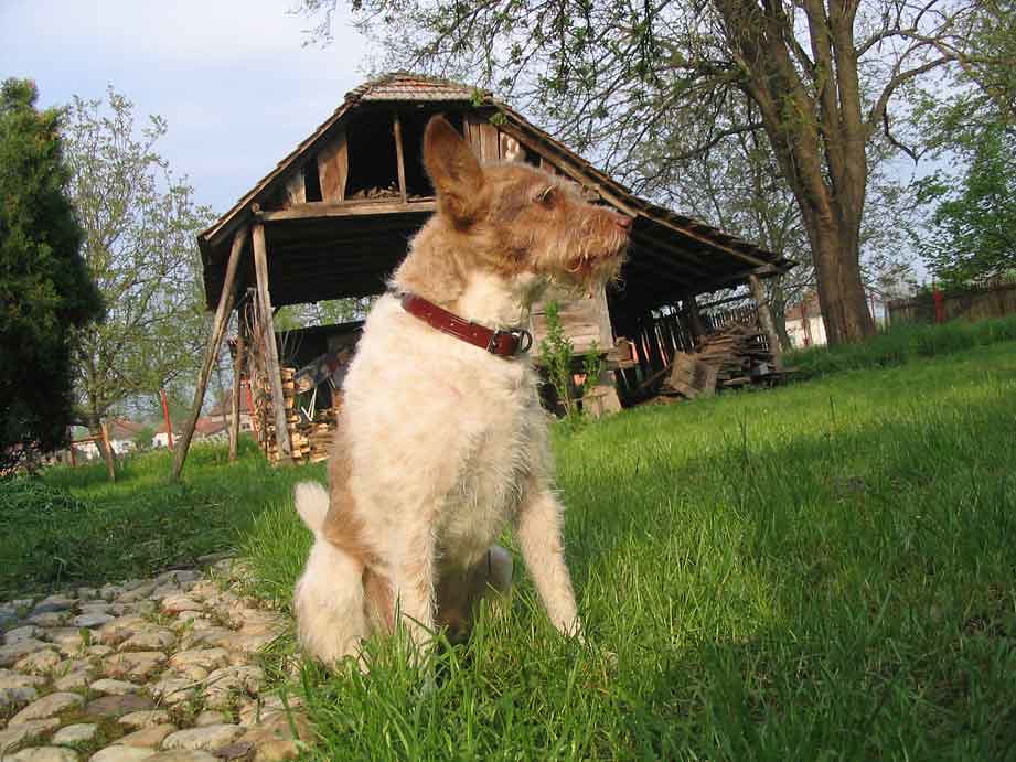 Milocaj, My dog | I like this dog... | Max Bulin | Flickr