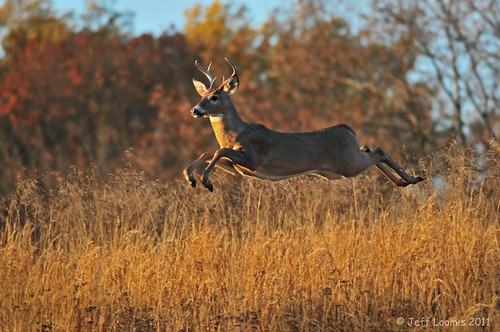 Buck in flight | I was set up on the edge of a large field t… | Flickr